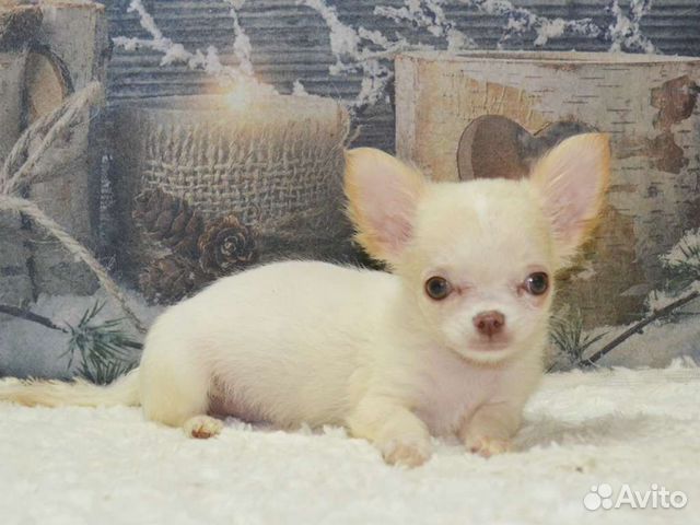 Сладкий мальчуган