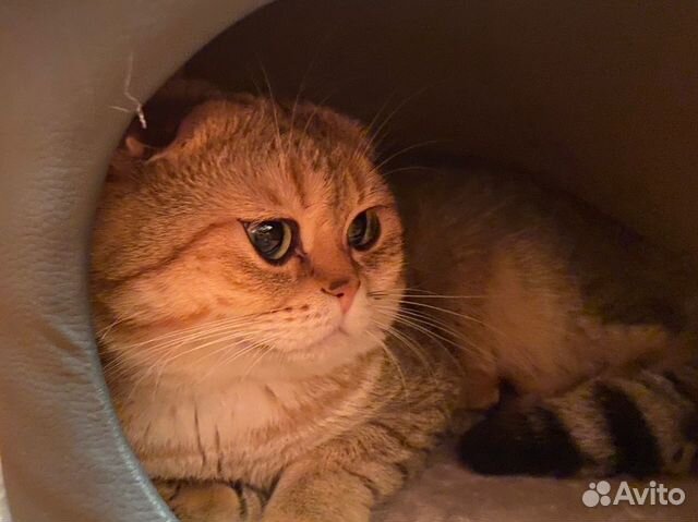 Шотландский золотой кот вязка, продажа котят