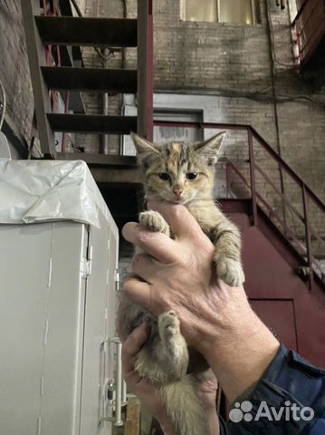 SOS Котята ищут дом