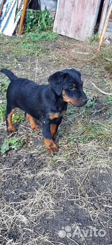 Щенки ягдтерьера