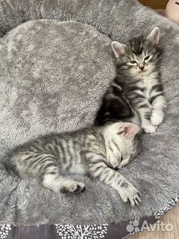 Котята курильские бобтейлы