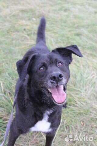 Макс ищет семью