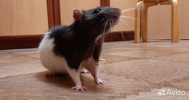 Отдам крысу бесплатно