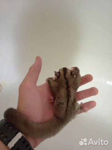 Белка летяга