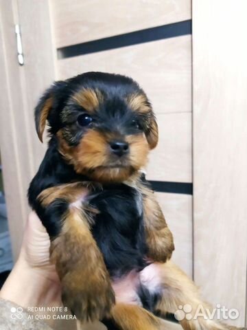 Йоркширский терьер щенки