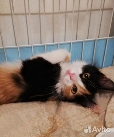 Кошачий трехветный ребенок ждет