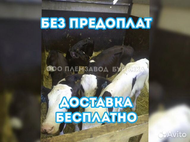 Телята бычки породистые молодые
