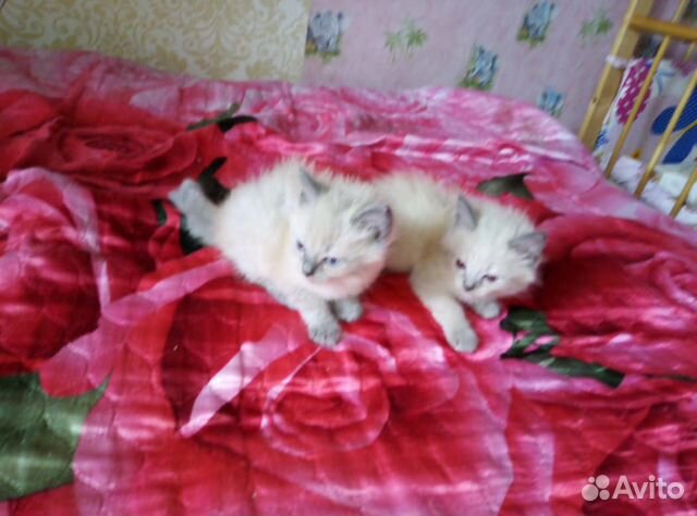 Пушистые котятки-полушотландцы ищут пап и мам