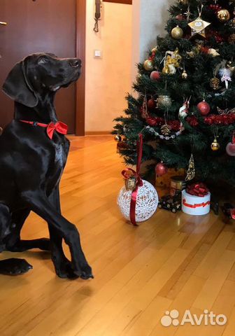 Курцхаар вязка