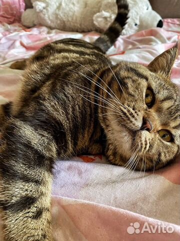 Британский кот на вязку