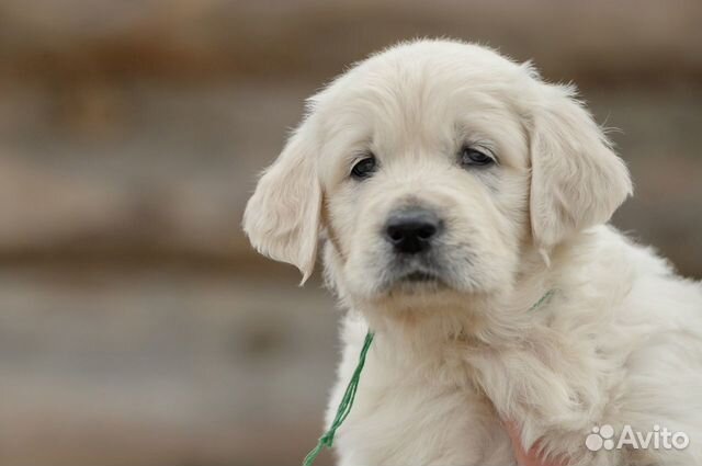 Золотистый ретривер