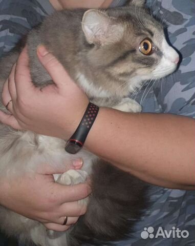 Кот в подъезде