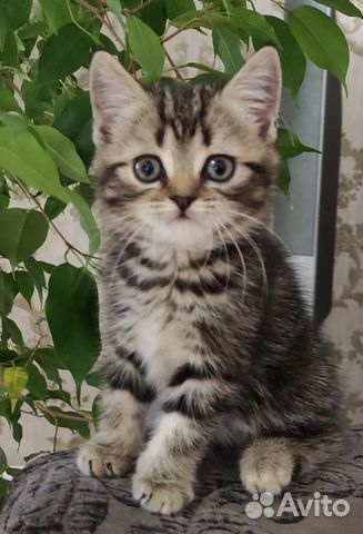 Британские мраморные котята