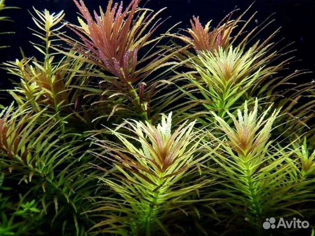 Лимнофила ароматика