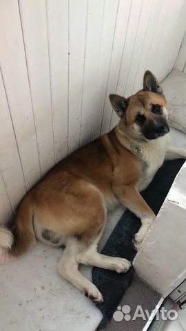 Американская акита