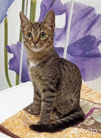 Симпатяга котенок мальчик Тай 4,5 месяца в дар
