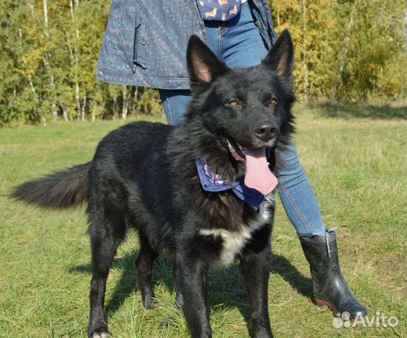 Гришу сдали в приют