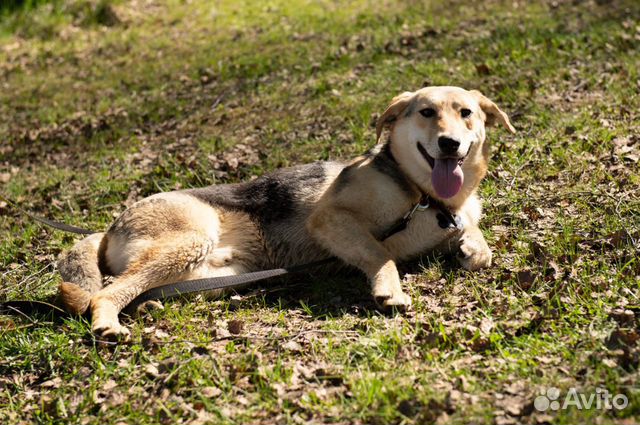 Молодой пес Байкал