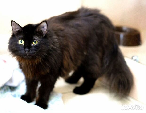 Кошка молодая бесплатно