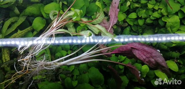 Растения для аквариума (прополка)