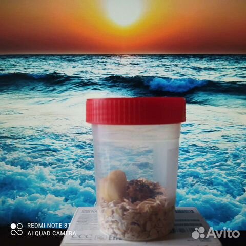 Жуки-знахари