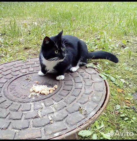 Котик черныш ищет дом