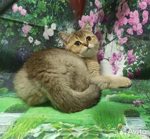 Шотландские золотые котята