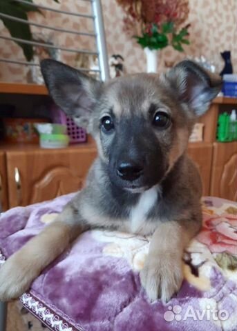 Щенок Колобок ищет хозяина. В хорошие руки