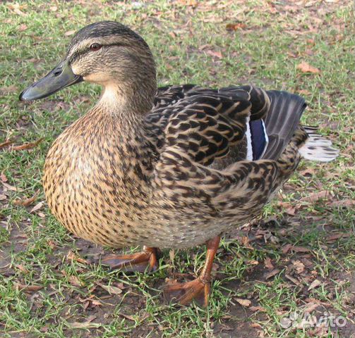 Домашняя полудикая утка