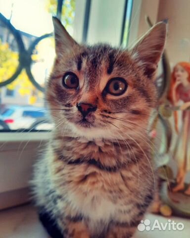 Котёнок - Совёнок хочет домой