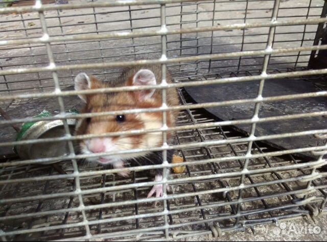 Хомяк дикий - карбыш