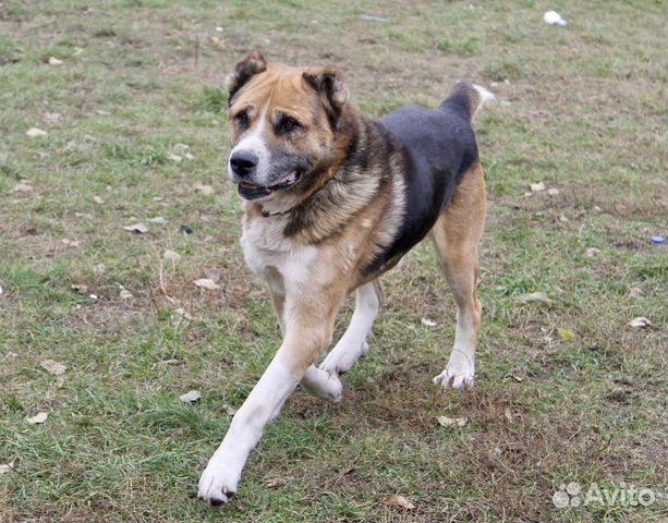 Алабай ищет дом