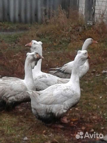 Холмогорские гуси