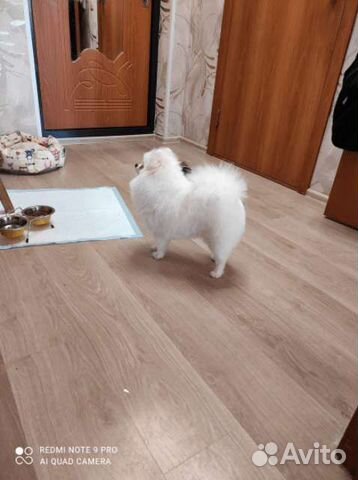 Немецкий шпиц вязка