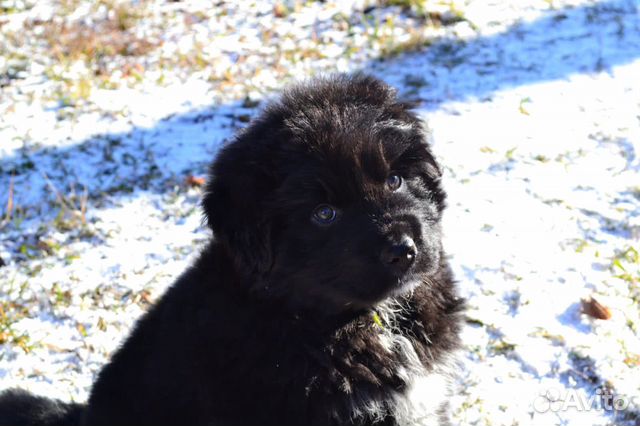 Ньюфаундленд