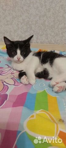 Котенок в дар