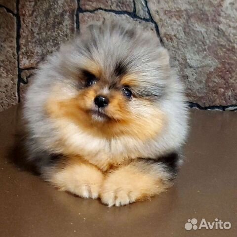 Гав гаврики