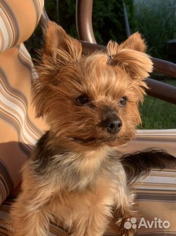 Йоркширский терьер