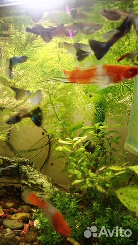 Красно-белый меченосец самец