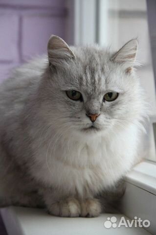 Отдам в добрые руки