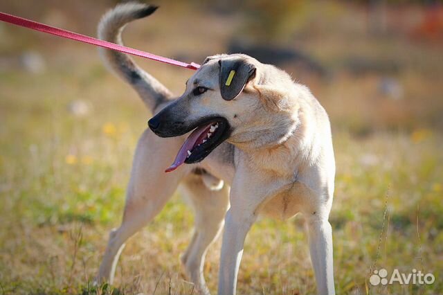 Рэмик в добрые руки