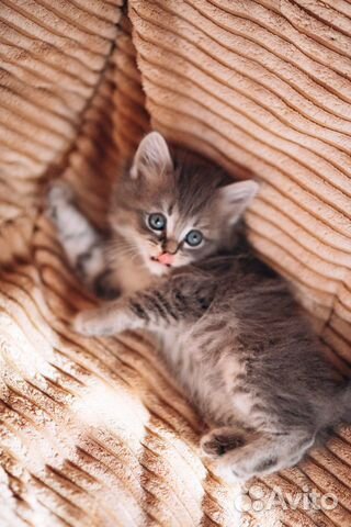 Игривый пушистик