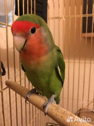 Попугай неразлучники