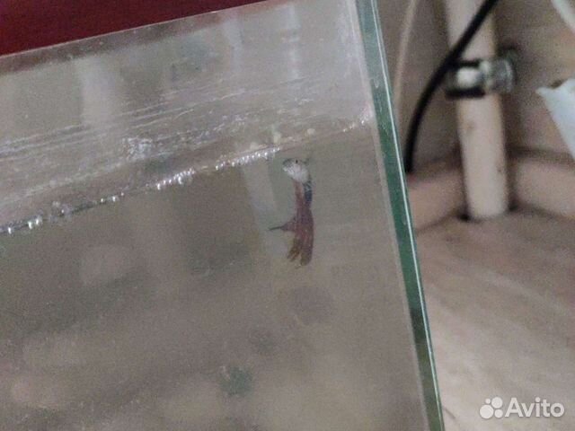 Аквариумные рыбки гуппи, сом декоративный