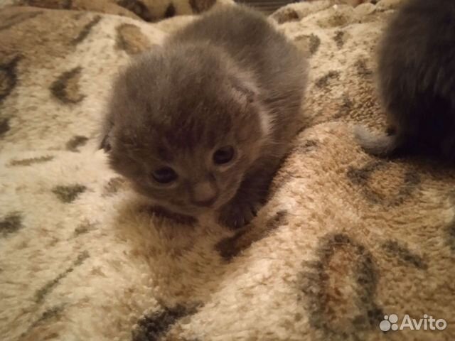 Котята вислоухие