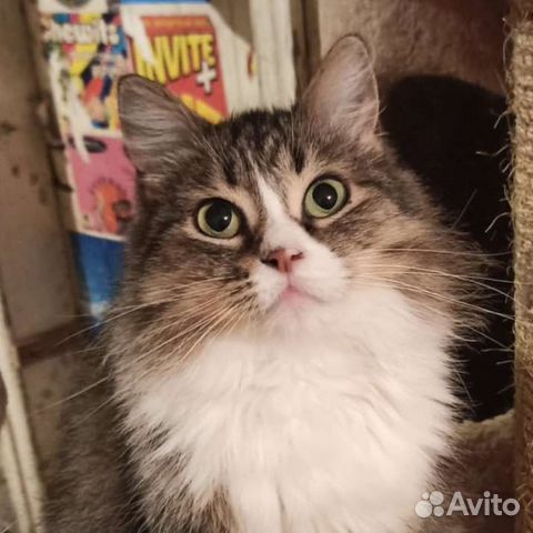 Кошка красавица ищет дом