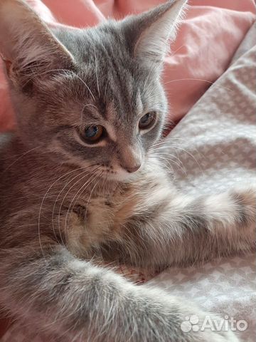 Кошечка в добрые руки