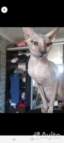 Донской сфинкс вязка