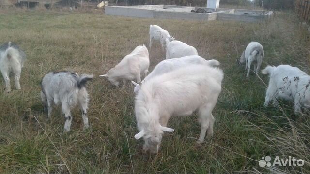 Козел на вязку