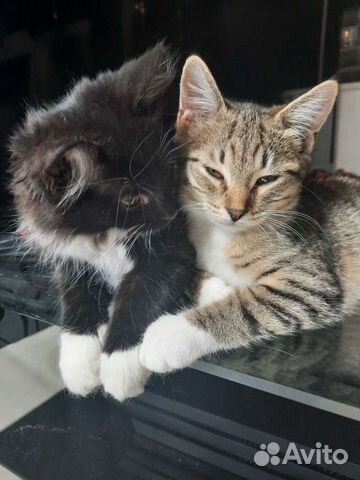 Котята отдам